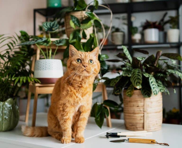 Waarom katten miauwen (en wat ze bedoelen) - PetBase